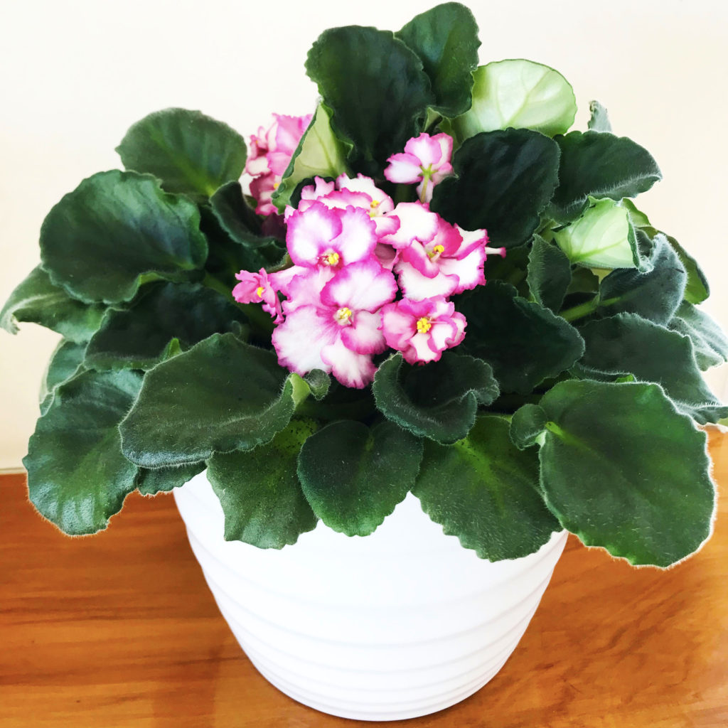 African Violet | Plants Online | Ladybugs Online Garden Centre
