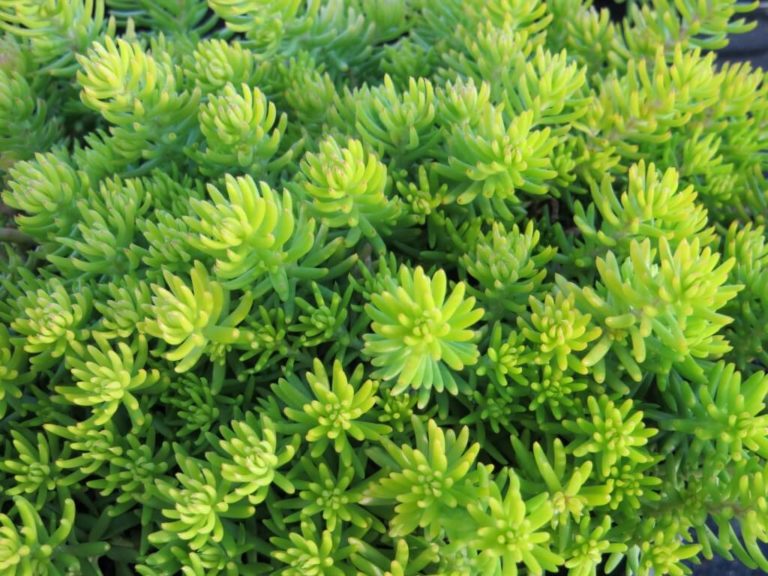 Sedum Gold Mound | Succulent | Ladybugs