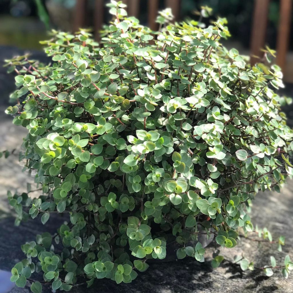 Green Bubbles Plant | Callisia Repens | Ladybugs